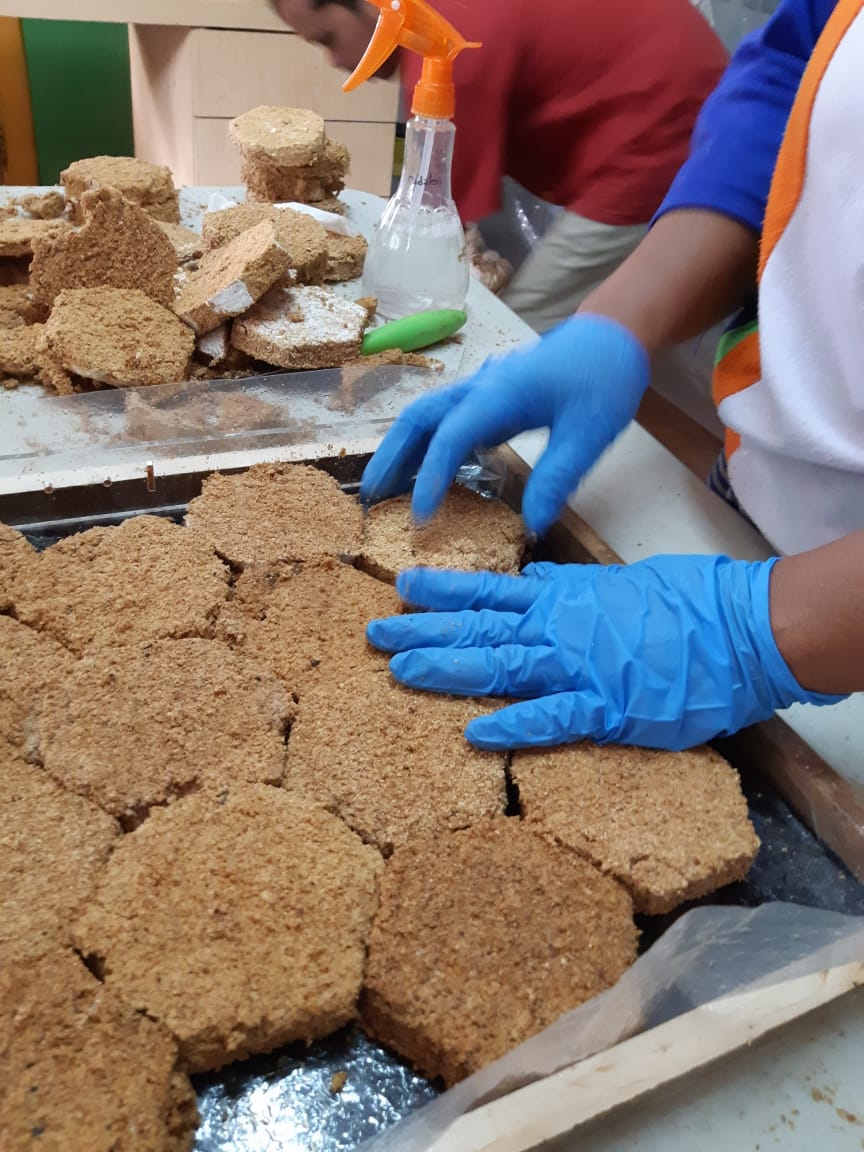 Mushroom Mycelium Technology: a Biodegradable and Sustainable Construction Material